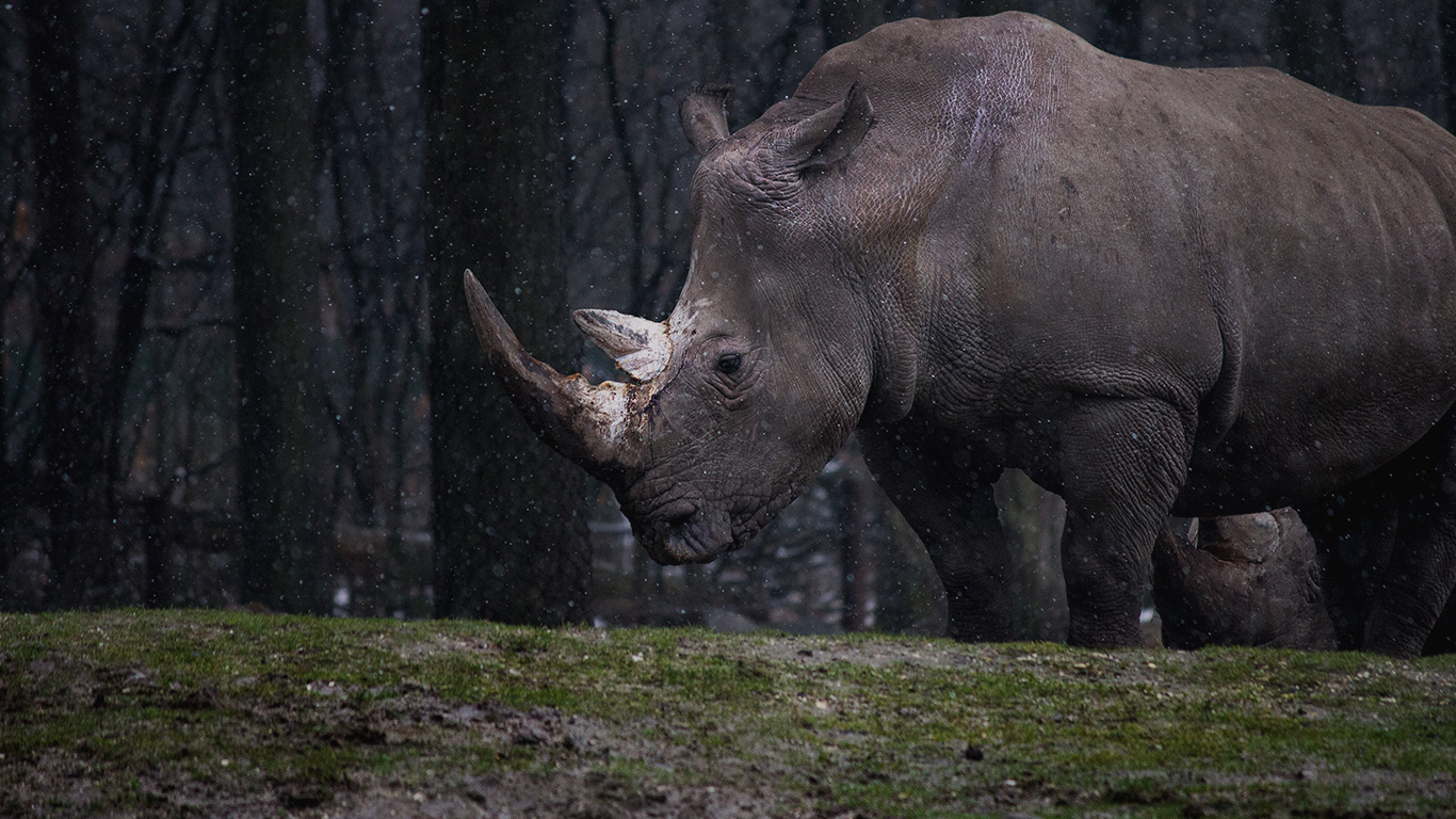 Wildlife parallax sample slider - Master Slider Plugin Wildlife parallax sample slider - Master Slider Plugin