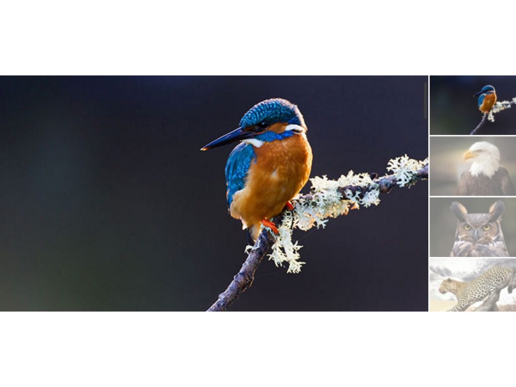 jQuery and WordPress Slider Plugin - Master Slider