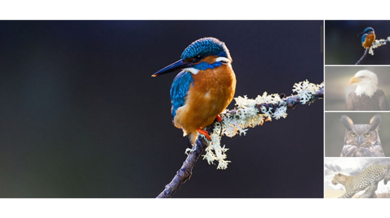 Free Full Width Slider With Thumbs Master Slider Plugin