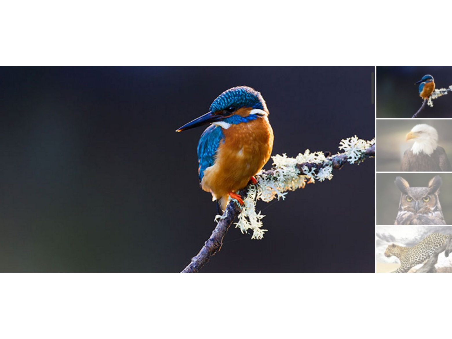 jQuery and WordPress Slider Plugin - Master Slider